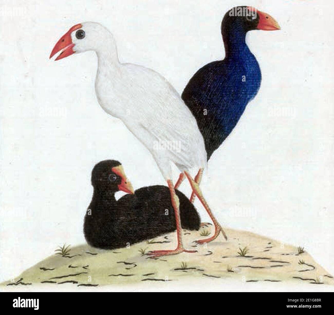 Lord Howe swamphen colour stages Stock Photo - Alamy