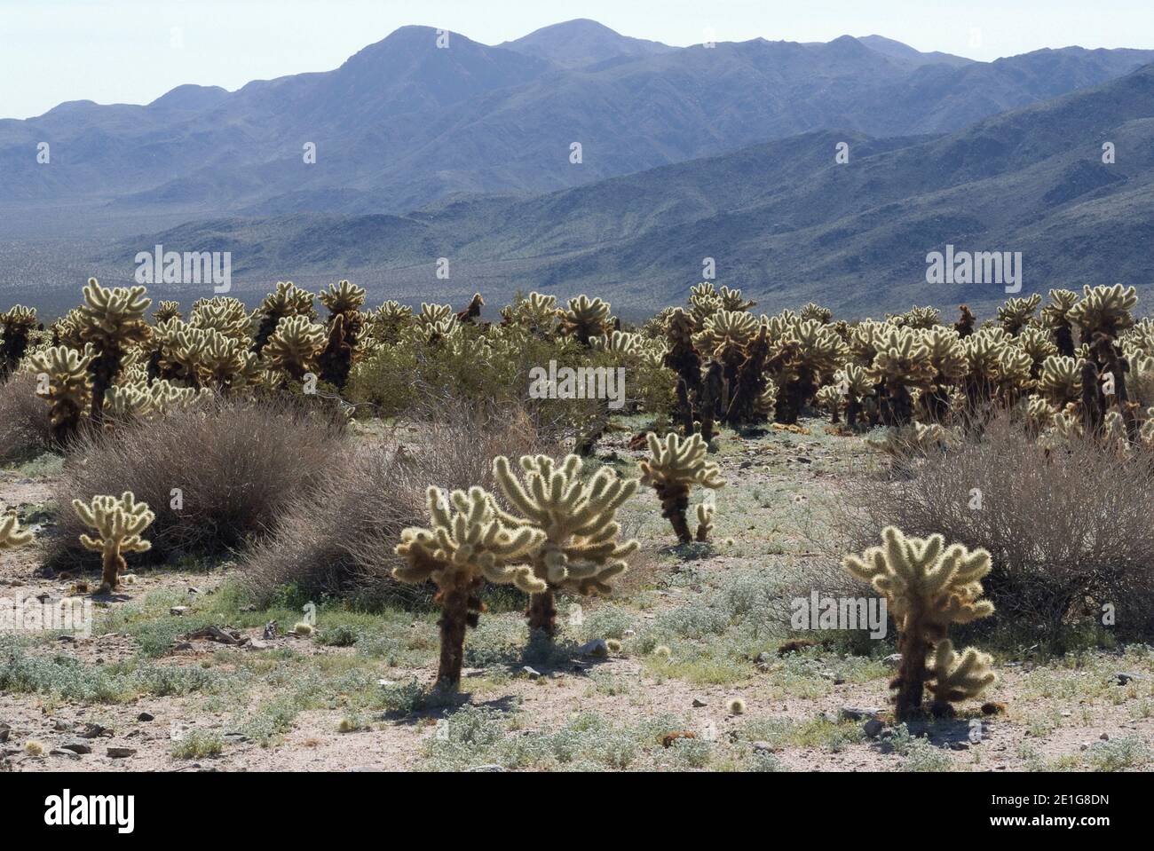 Jumping cactus hi-res stock photography and images - Alamy