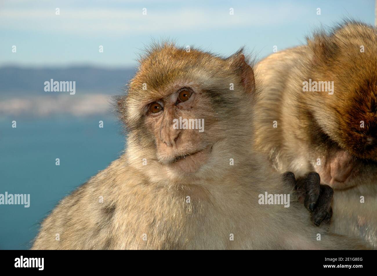 The Macaque Apes on the Rock of Gibraltar Stock Photo - Alamy