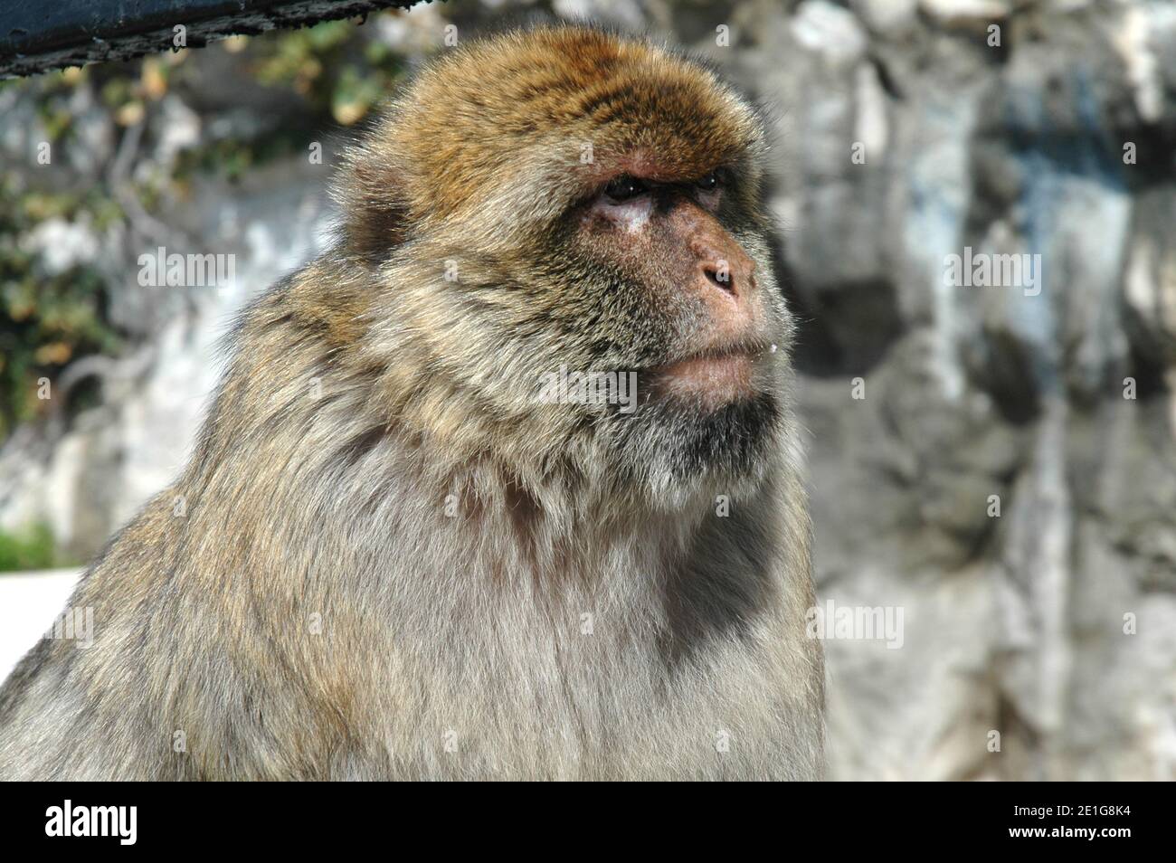 The Macaque Apes on the Rock of Gibraltar Stock Photo - Alamy