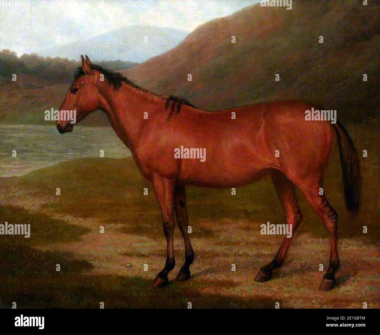 Lord Morton's hybrid mare Stock Photo - Alamy