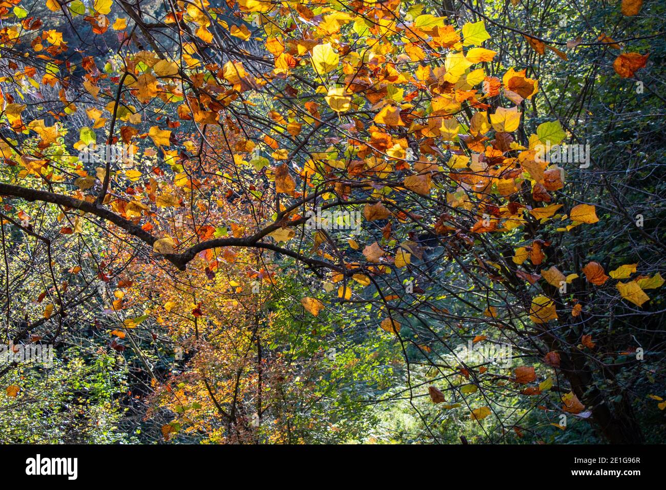 Autumn tree leaves texture background. leaf background texture Stock ...