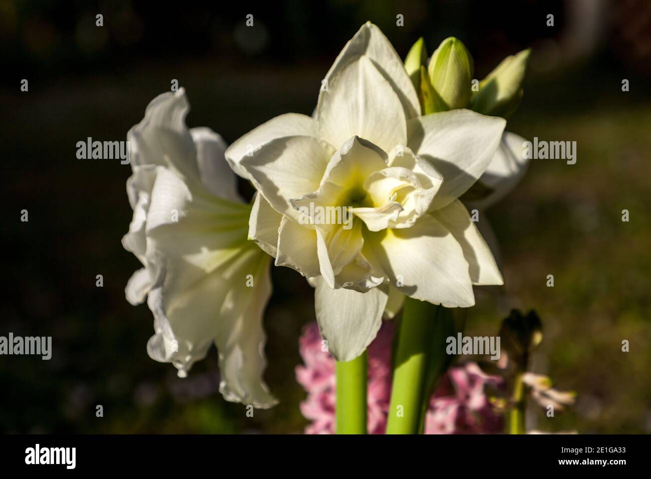 Ruffled petals of double blooming Amaryllis White Nymph Hippeastrum ...