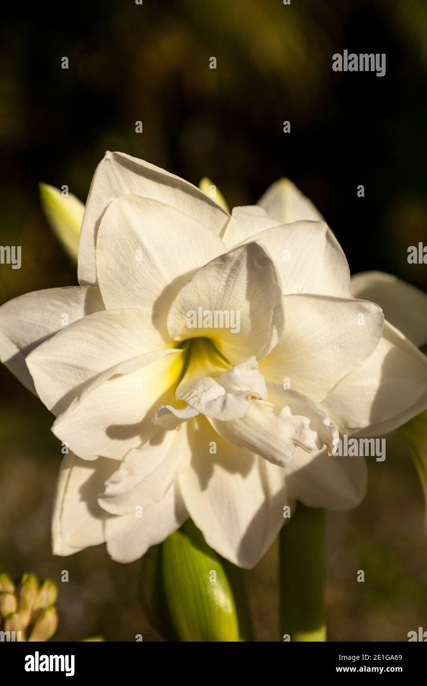 Ruffled petals of double blooming Amaryllis White Nymph Hippeastrum ...
