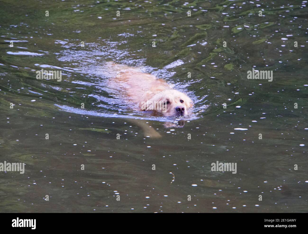 A red labrador swimming on top the river Stock Photo - Alamy