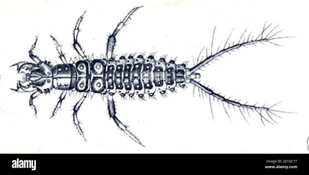 Loricera pilicornis larva Stock Photo - Alamy