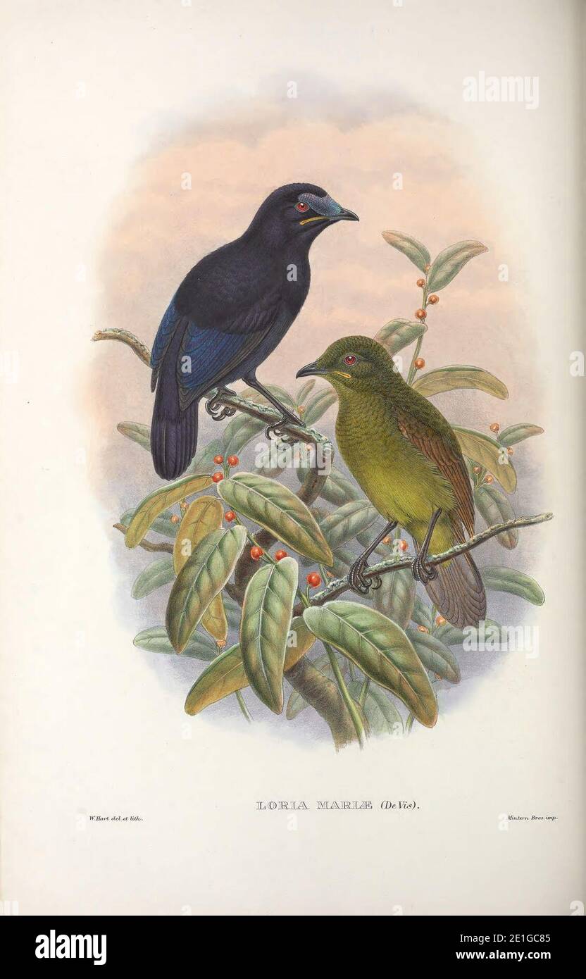 Monograph of the paradiseidae hi-res stock photography and images - Alamy