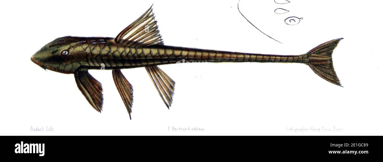 Cataphracta hi-res stock photography and images - Alamy