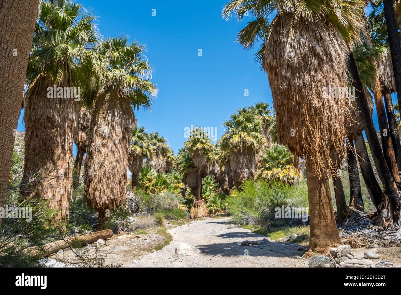 Pushawalla palm hi-res stock photography and images - Alamy