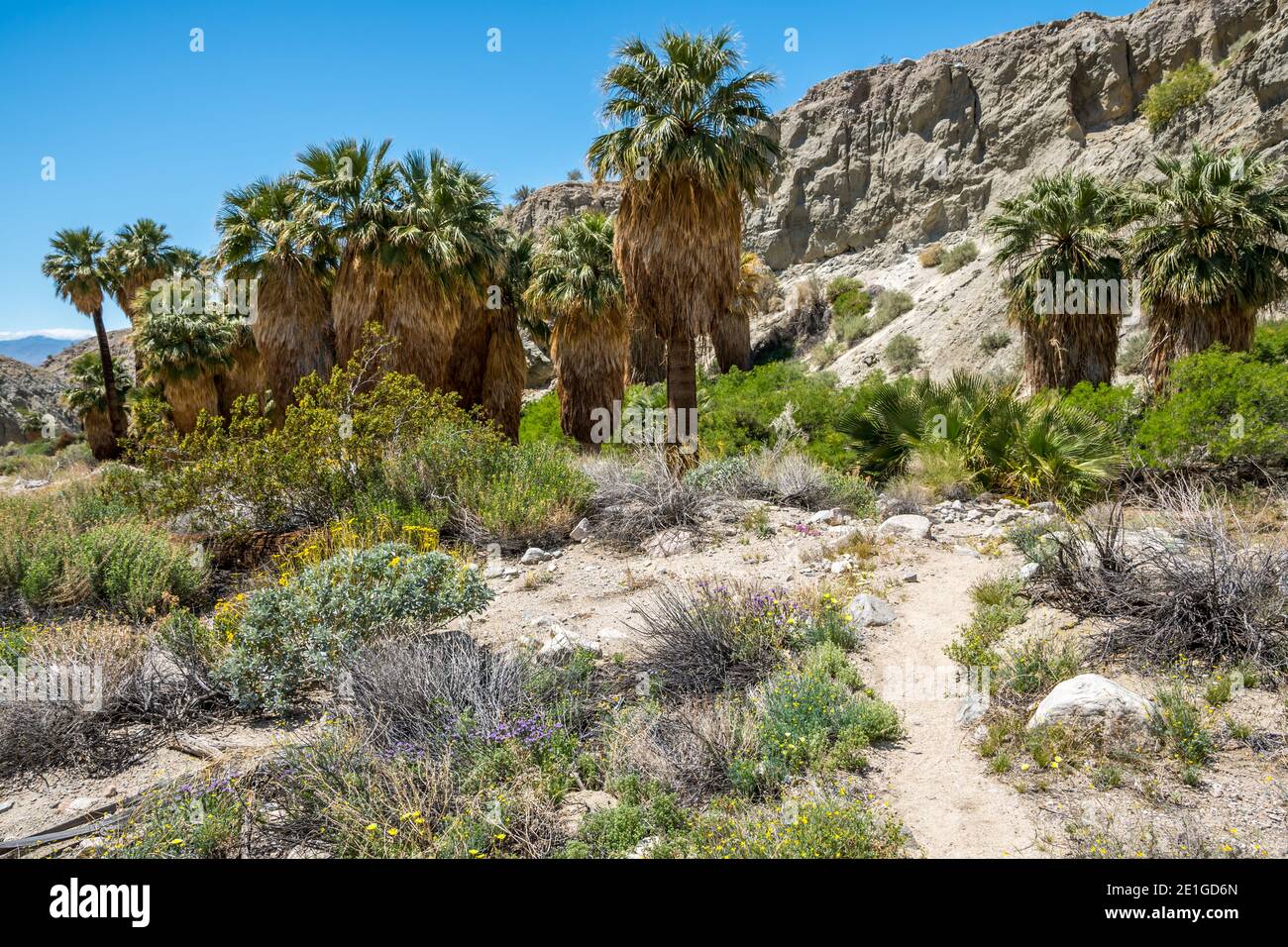 Pushawalla palm hi-res stock photography and images - Alamy
