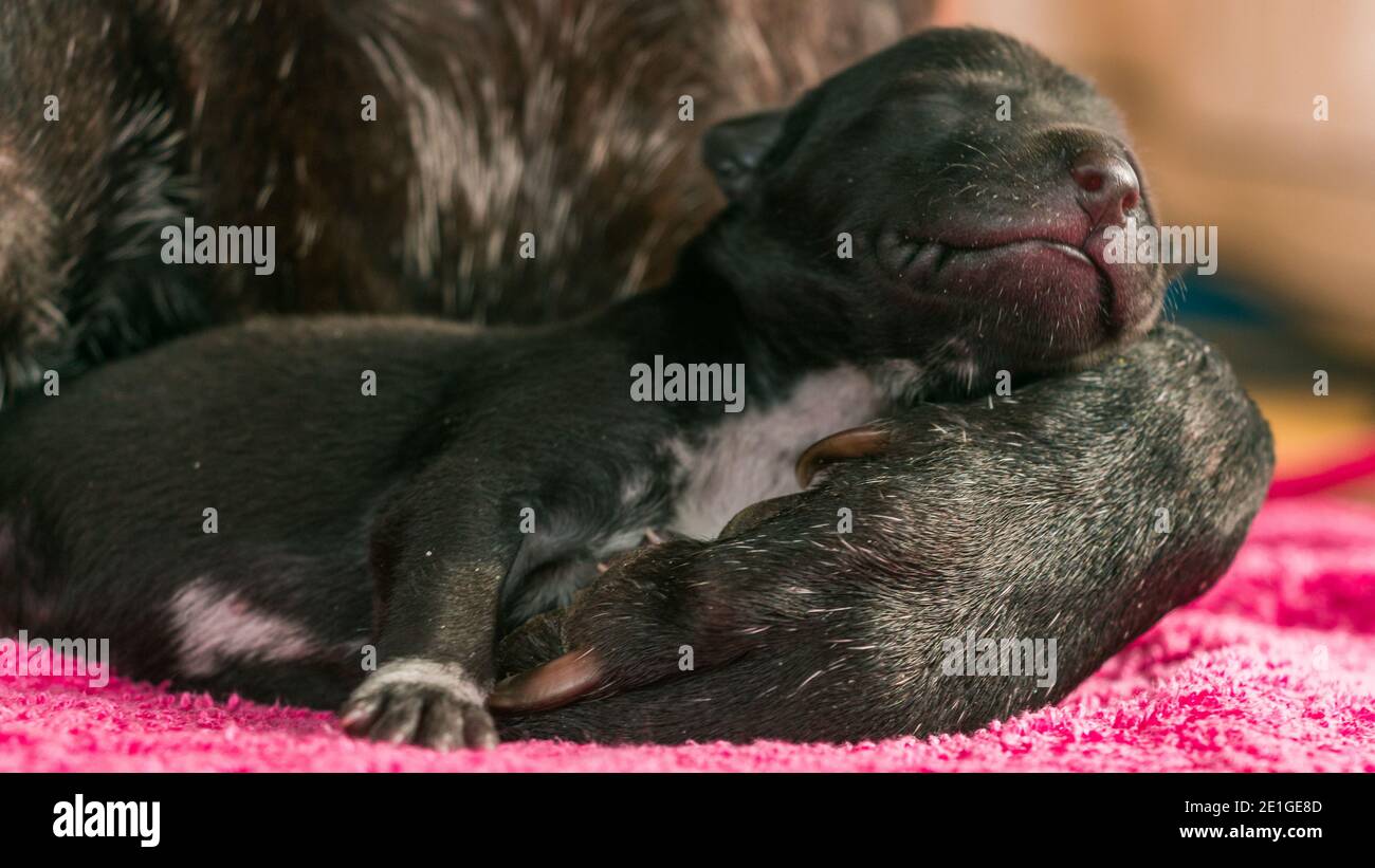 One week old puppies with mother dog Stock Photo - Alamy