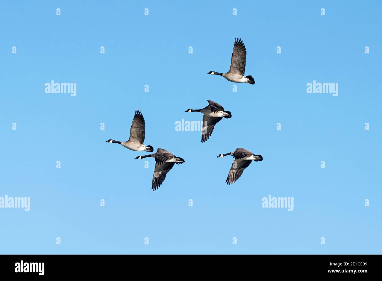 Flock geese fly in hunting hi-res stock photography and images - Alamy