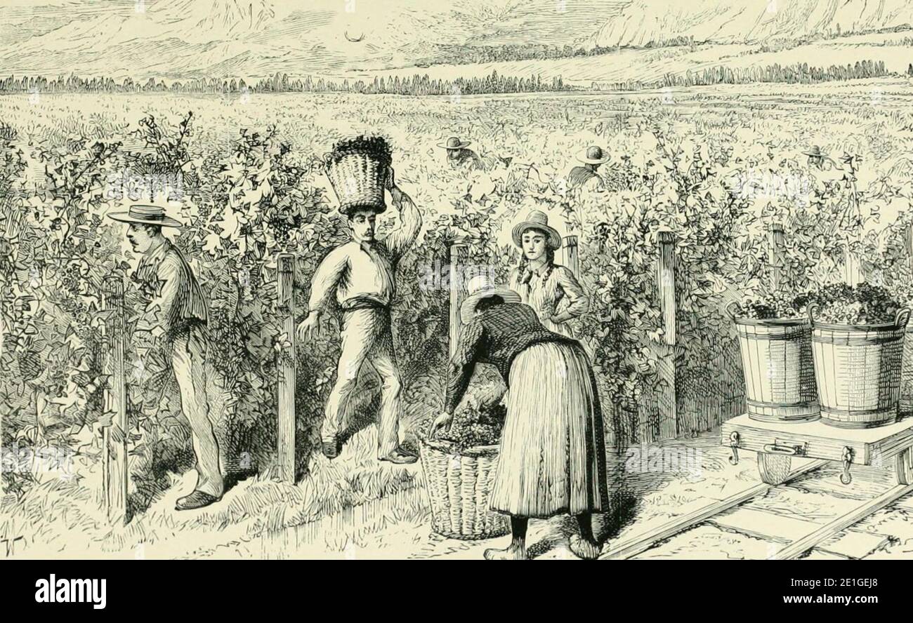 Los viñedos de Macul-Melton Prior (cropped Stock Photo - Alamy