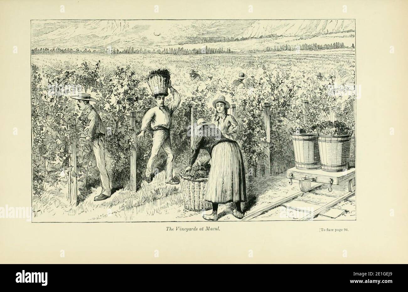 Los viñedos de Macul-Melton Prior Stock Photo - Alamy