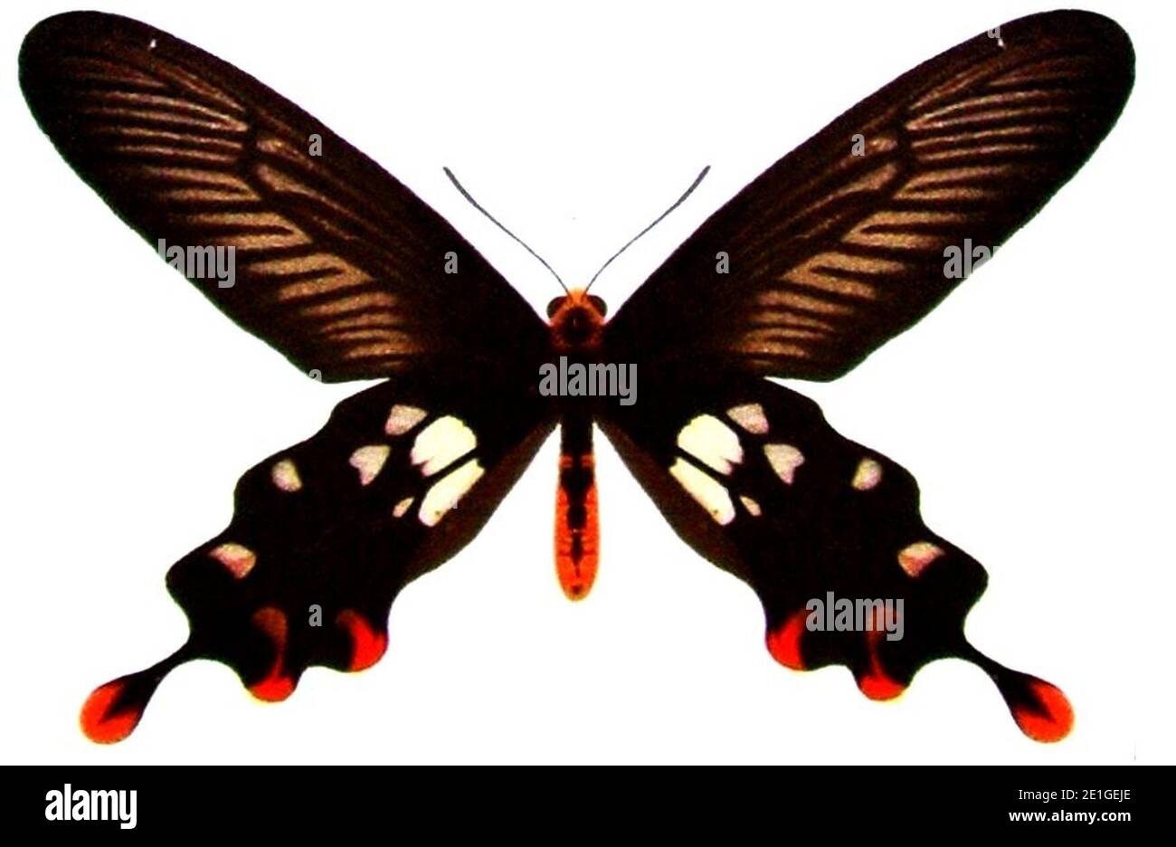 Losaria rhodifer seitz Stock Photo - Alamy