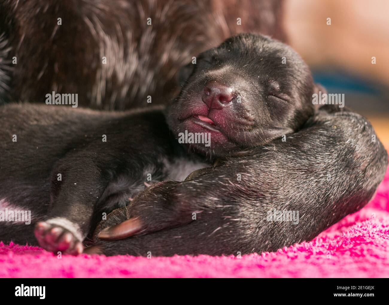 Mama dog puppies hi-res stock photography and images - Alamy