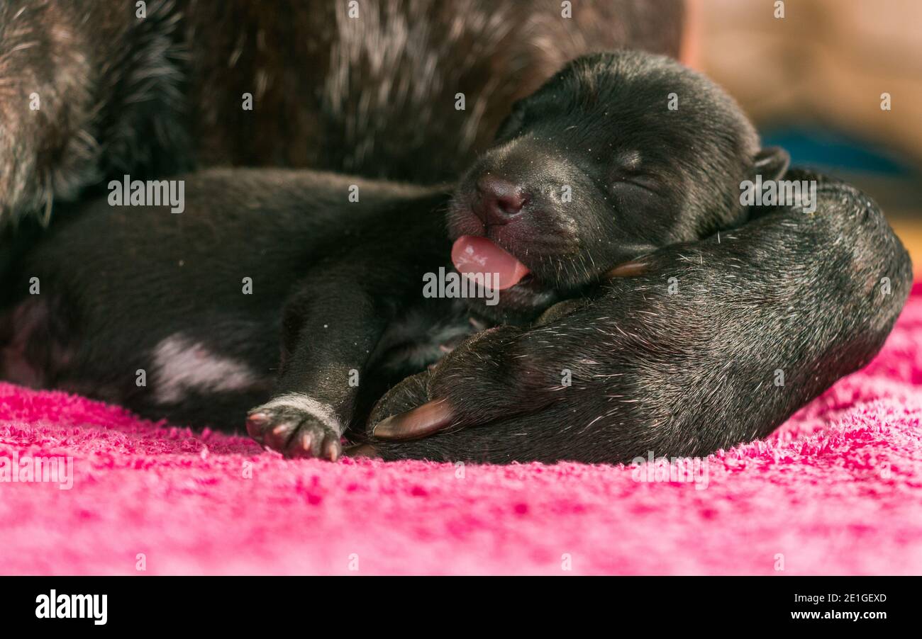 Mama dog puppies hi-res stock photography and images - Alamy