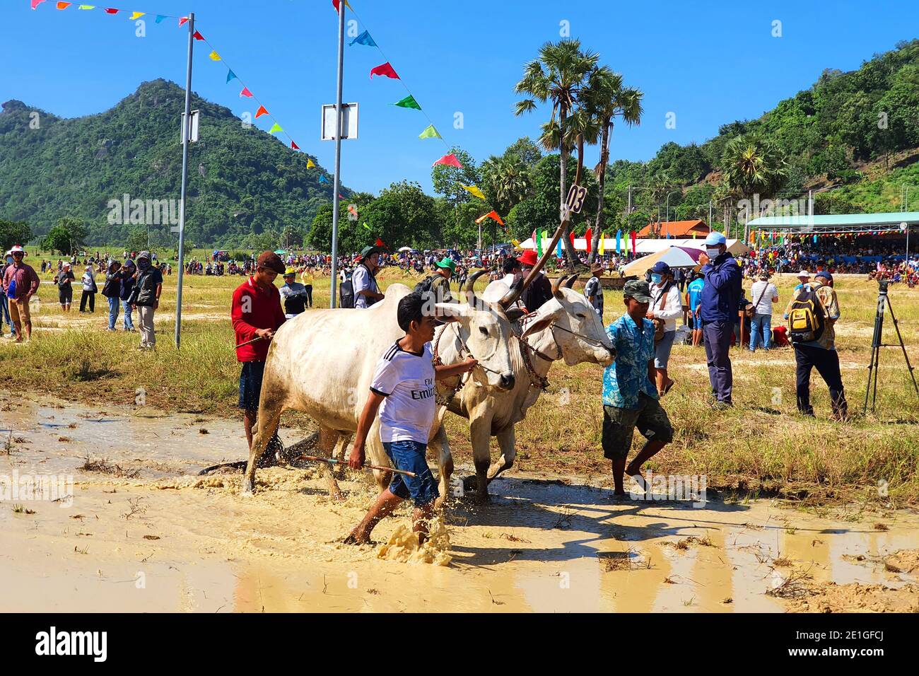 AN GIANG, VIETNAM - NOVEMBER 28, 2020: A traditional ox racing festival ...