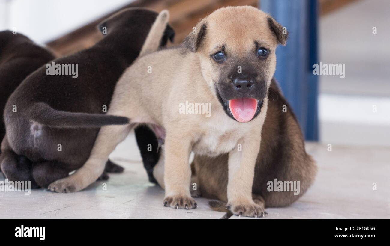 cute three week old puppy playing around Stock Photo - Alamy