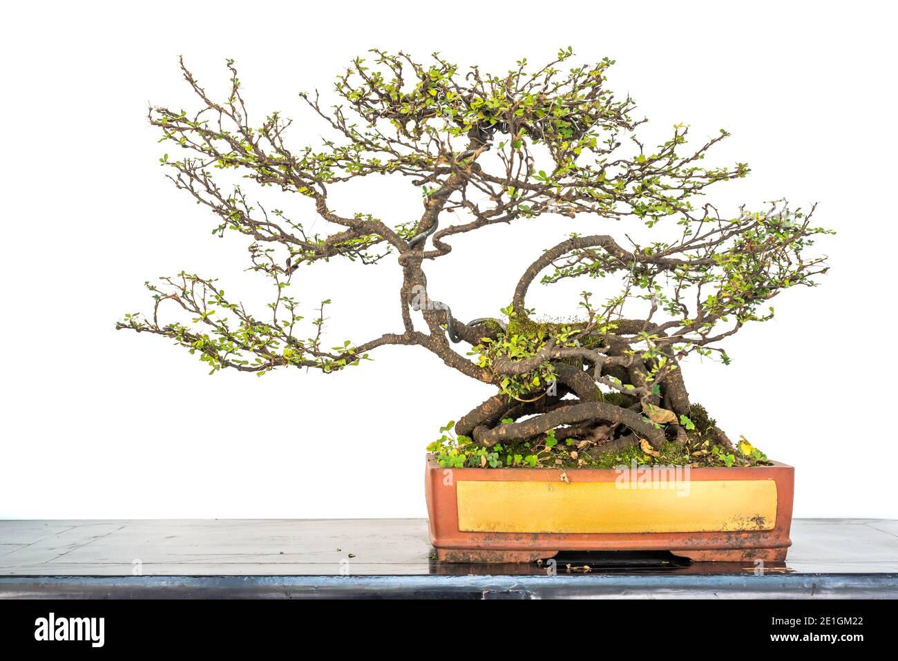 Close up bonsai tree hi-res stock photography and images - Alamy