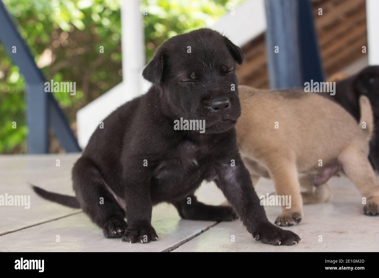 cute three week old puppy playing around Stock Photo - Alamy