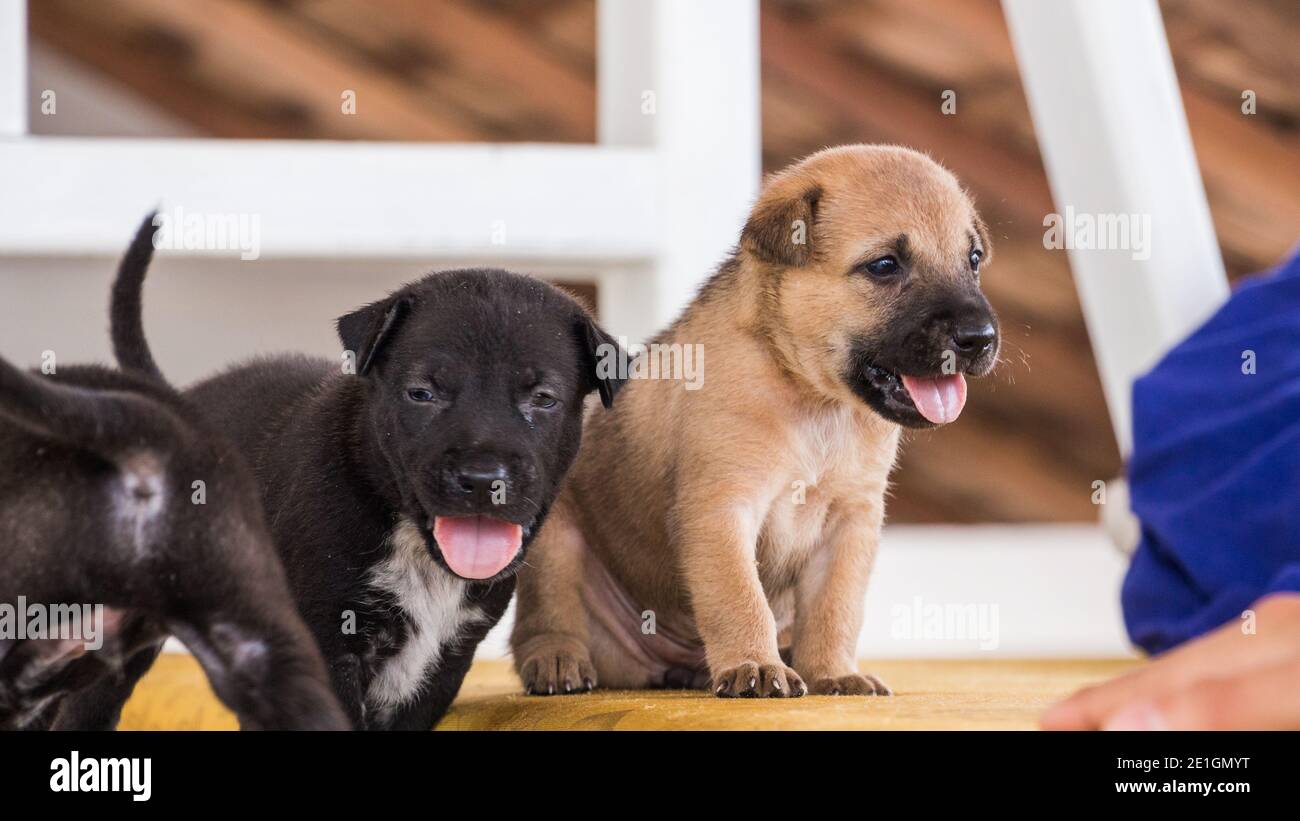 cute three week old puppy playing around Stock Photo - Alamy