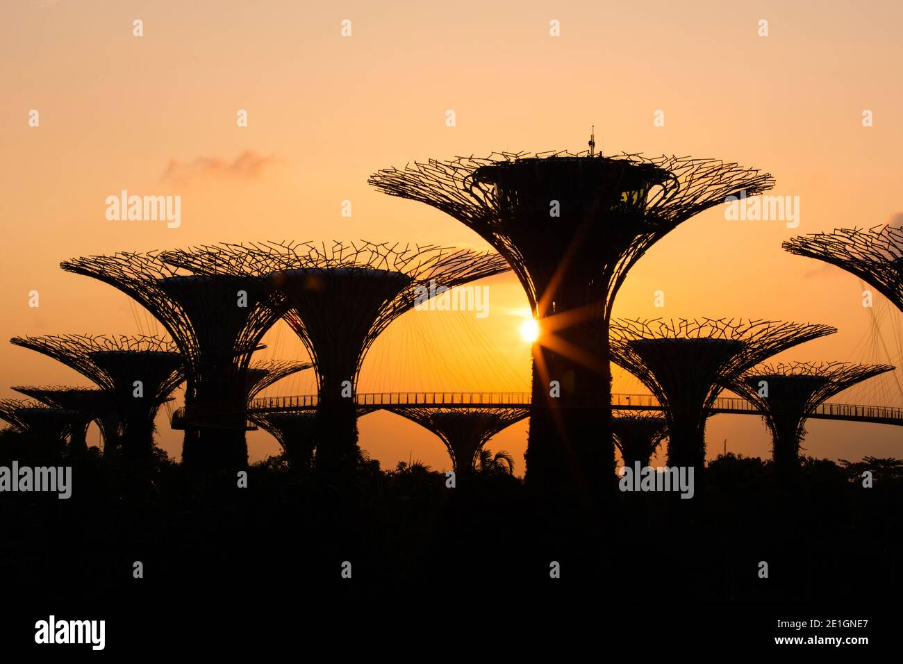 Silhouetted Supertrees, vertical gardens with large canopies, in the ...