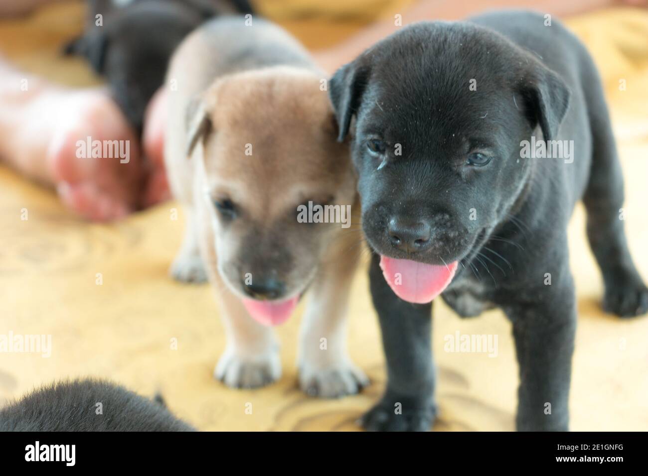 cute three week old puppy playing around Stock Photo - Alamy