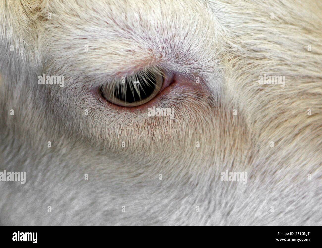 Goat eye close up hi-res stock photography and images - Alamy