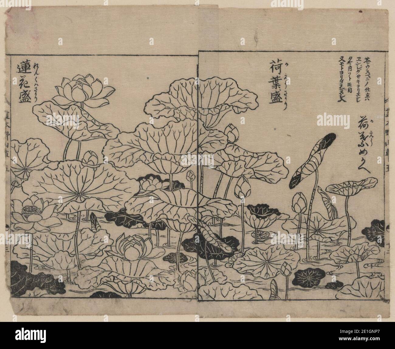 Lotus plants in various stages of development Stock Photo - Alamy