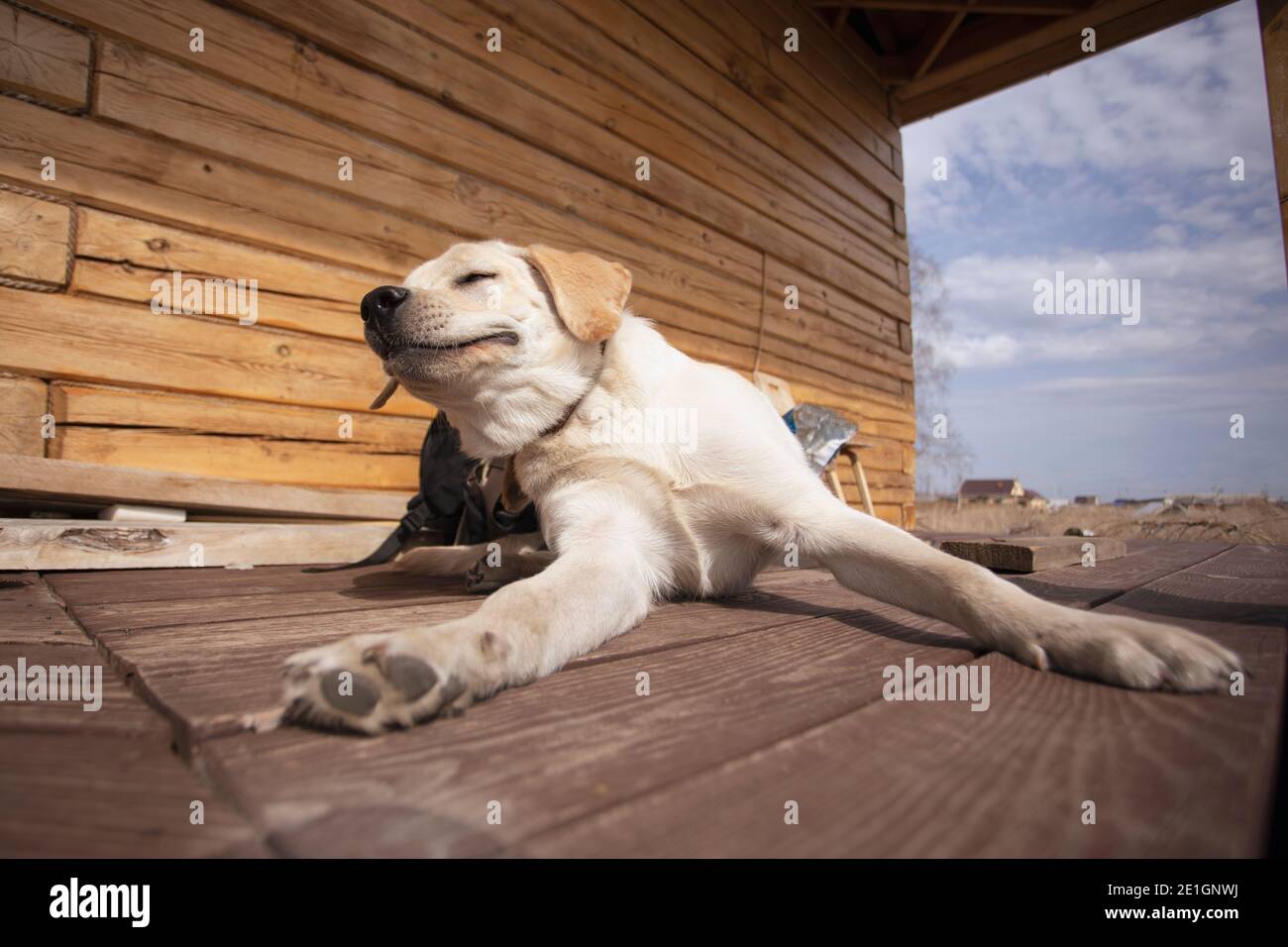 bored Labrador Retriever puppy lies on wooden floor in open air. Tired ...