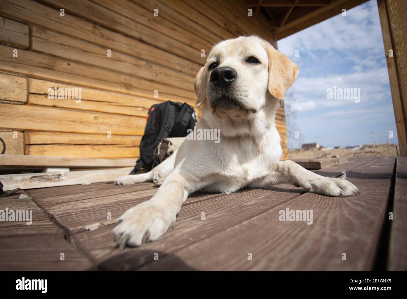 bored Labrador Retriever puppy lies on wooden floor in open air. Tired ...