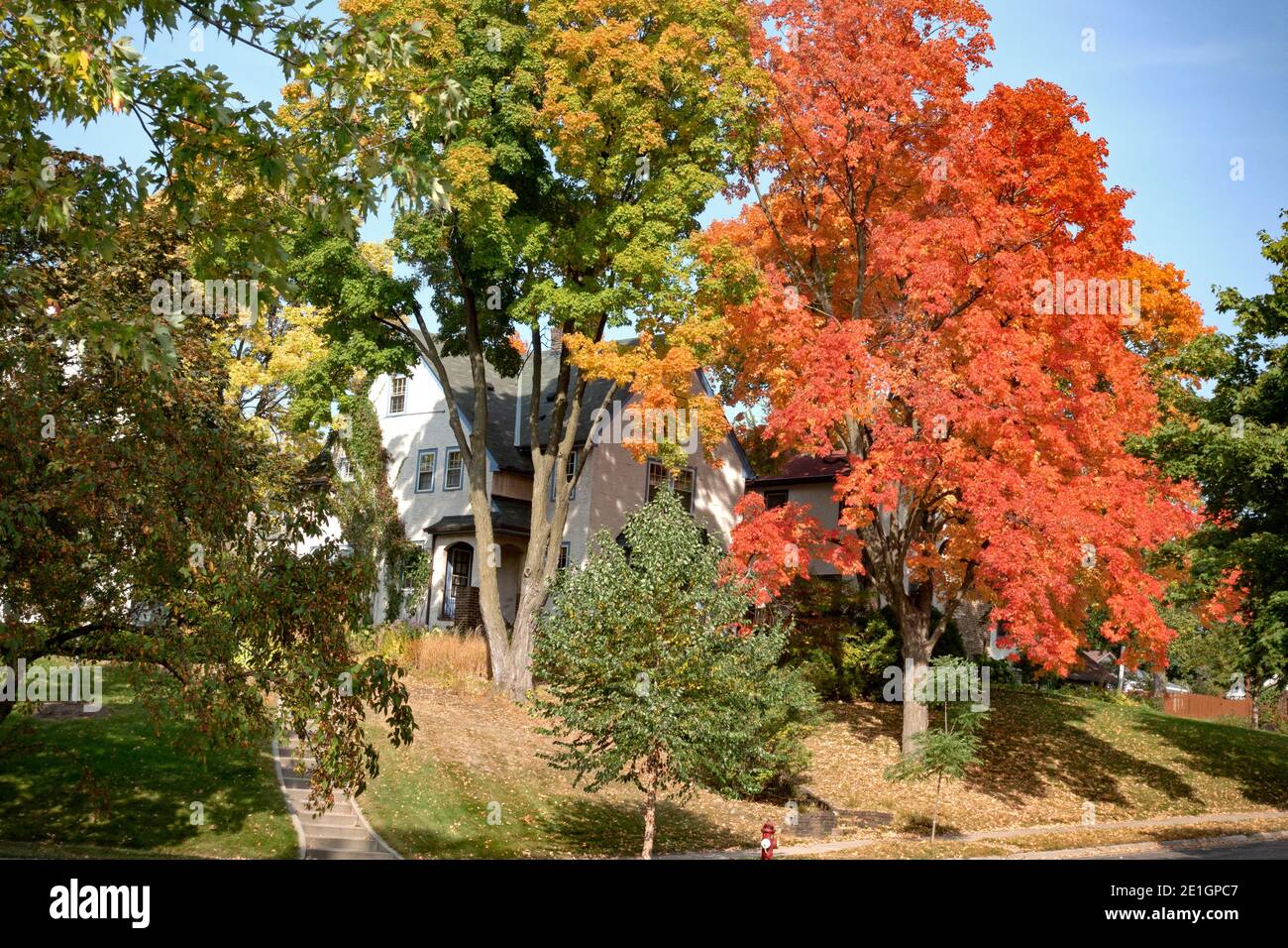 Maple tree guide hi-res stock photography and images - Alamy