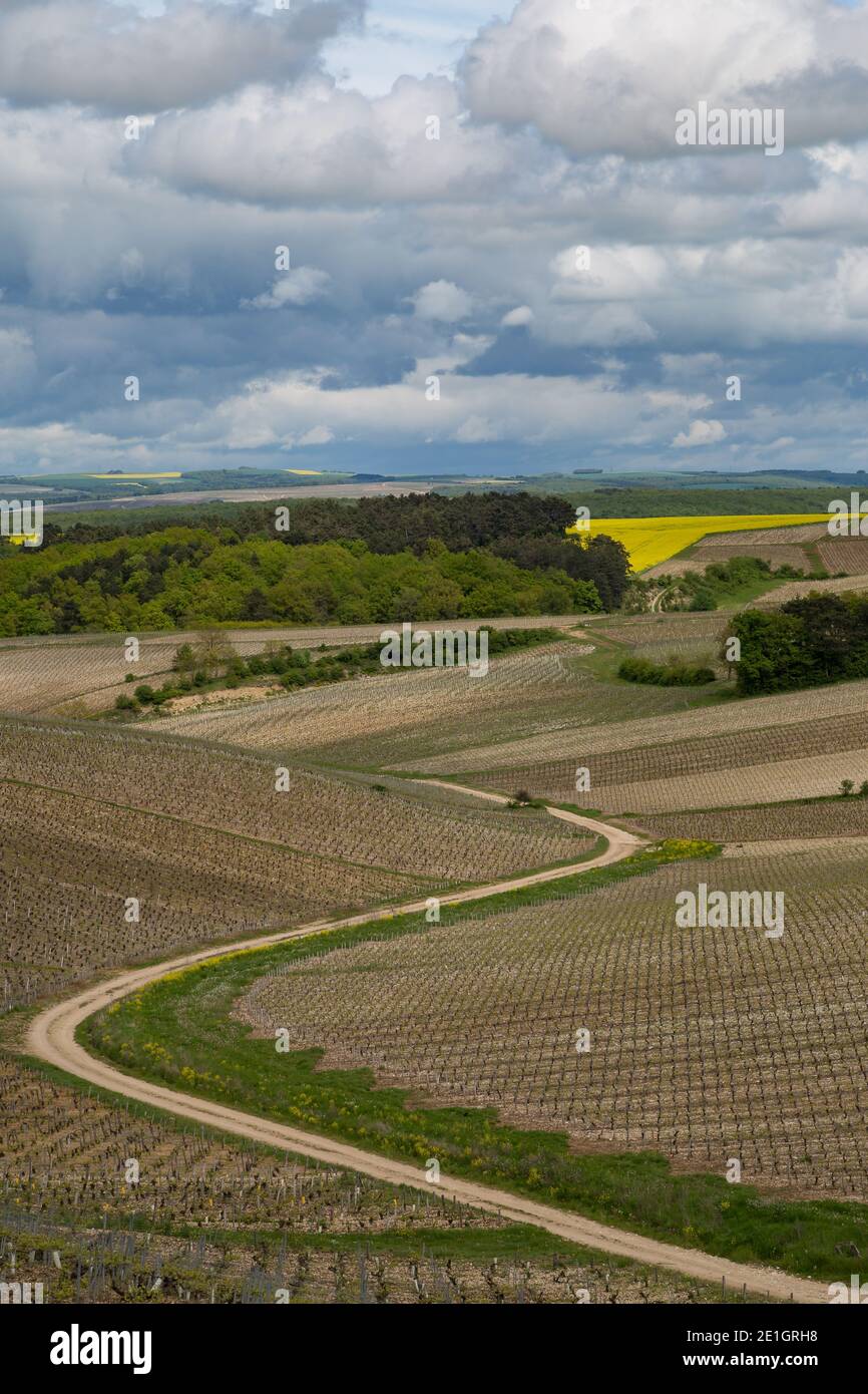 Vineyards in the Chablis region of Burgundy, France Stock Photo - Alamy