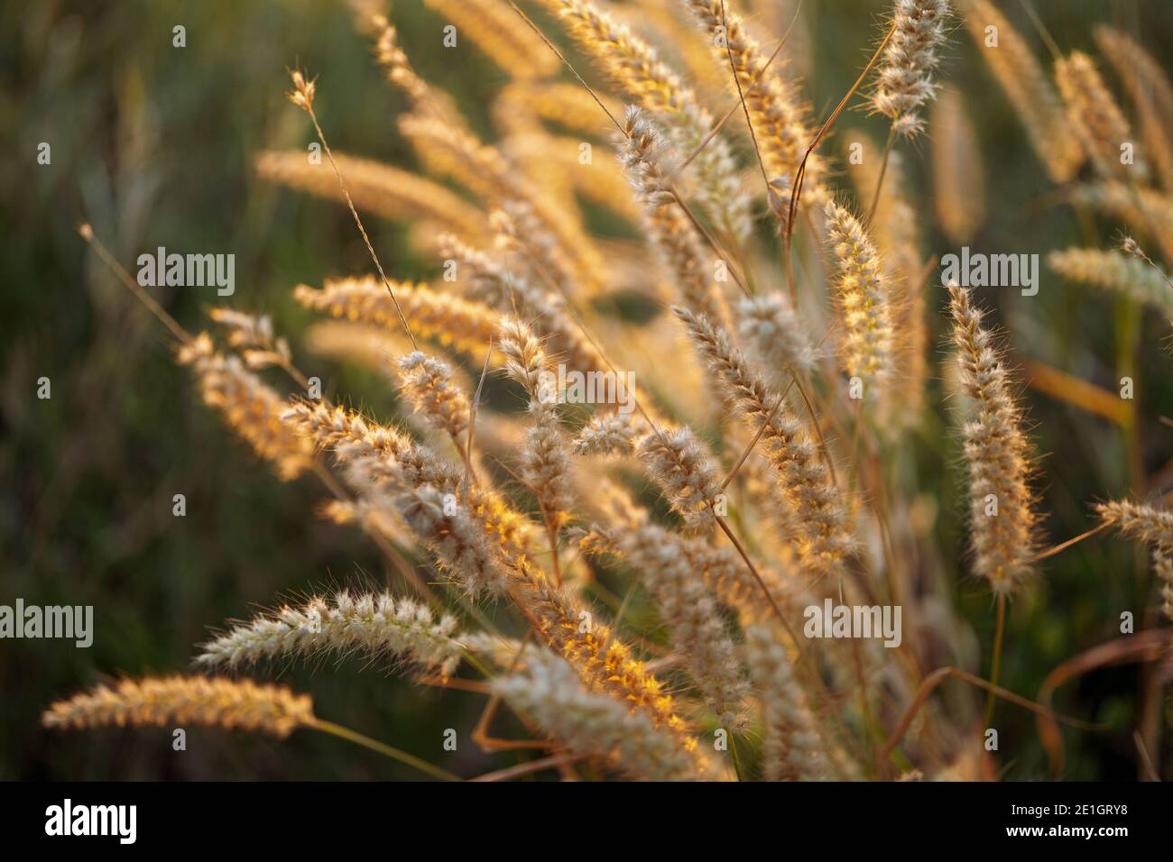 Casuarina flowers hi-res stock photography and images - Alamy
