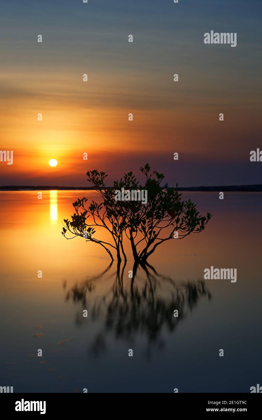 Mangrove tree in the river at sunset Stock Photo - Alamy