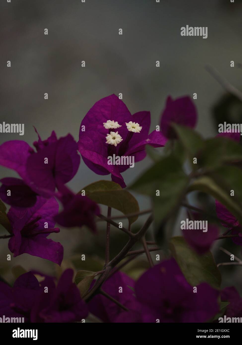 Closeup macro of purple Bougainvillea flower plant green garden shrub ...