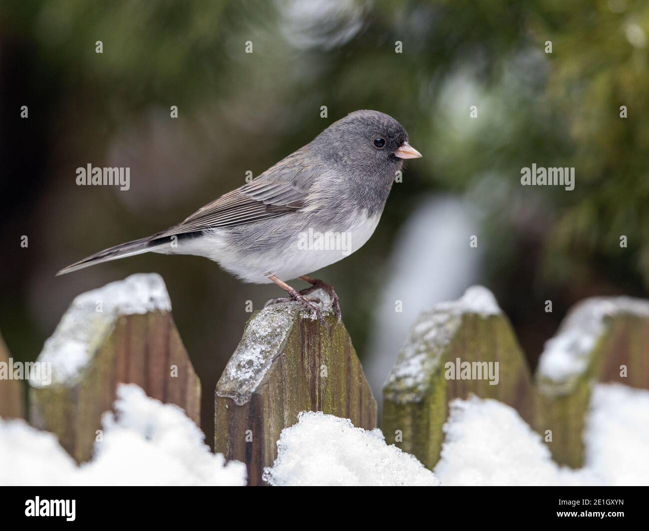 Slate-colored dark-eyed junco in Iowa during winter Stock Photo - Alamy