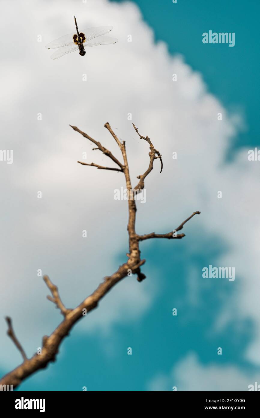 Dragonfly in clouds hi-res stock photography and images - Alamy