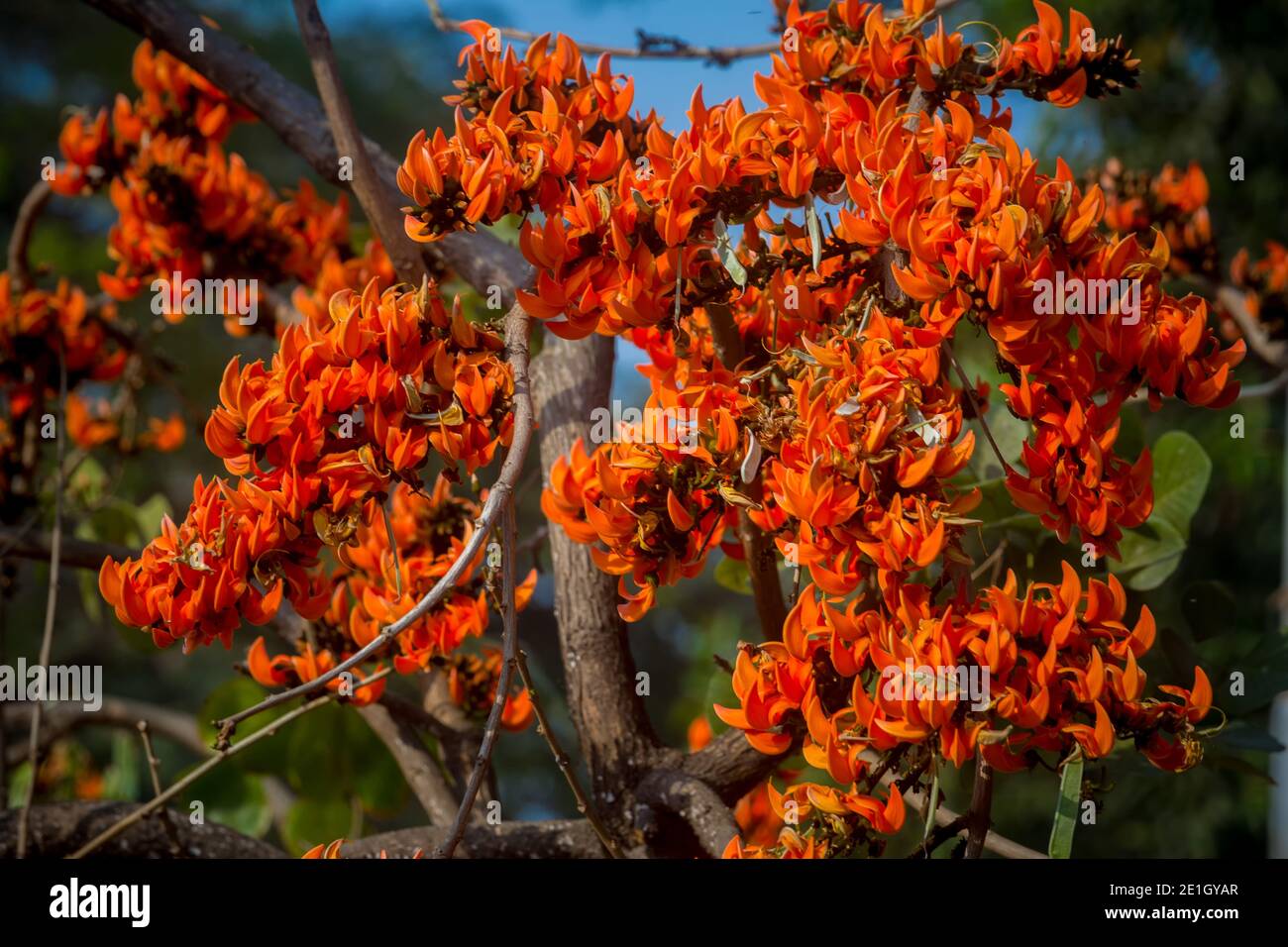 The beautiful reddish-orange Butea monosperma flower blooms in nature ...