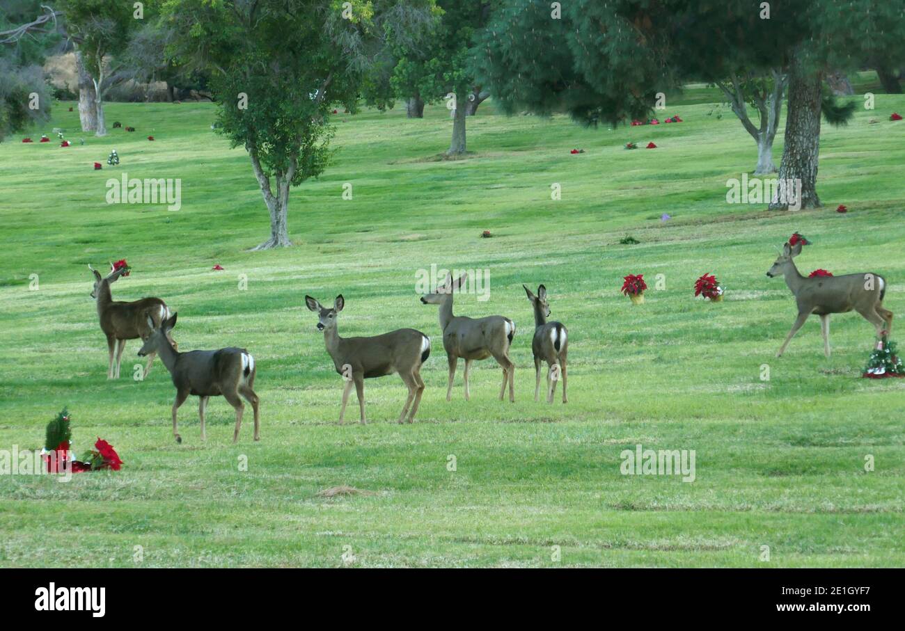 Los Angeles, California, USA 29th December 2020 A general view of ...