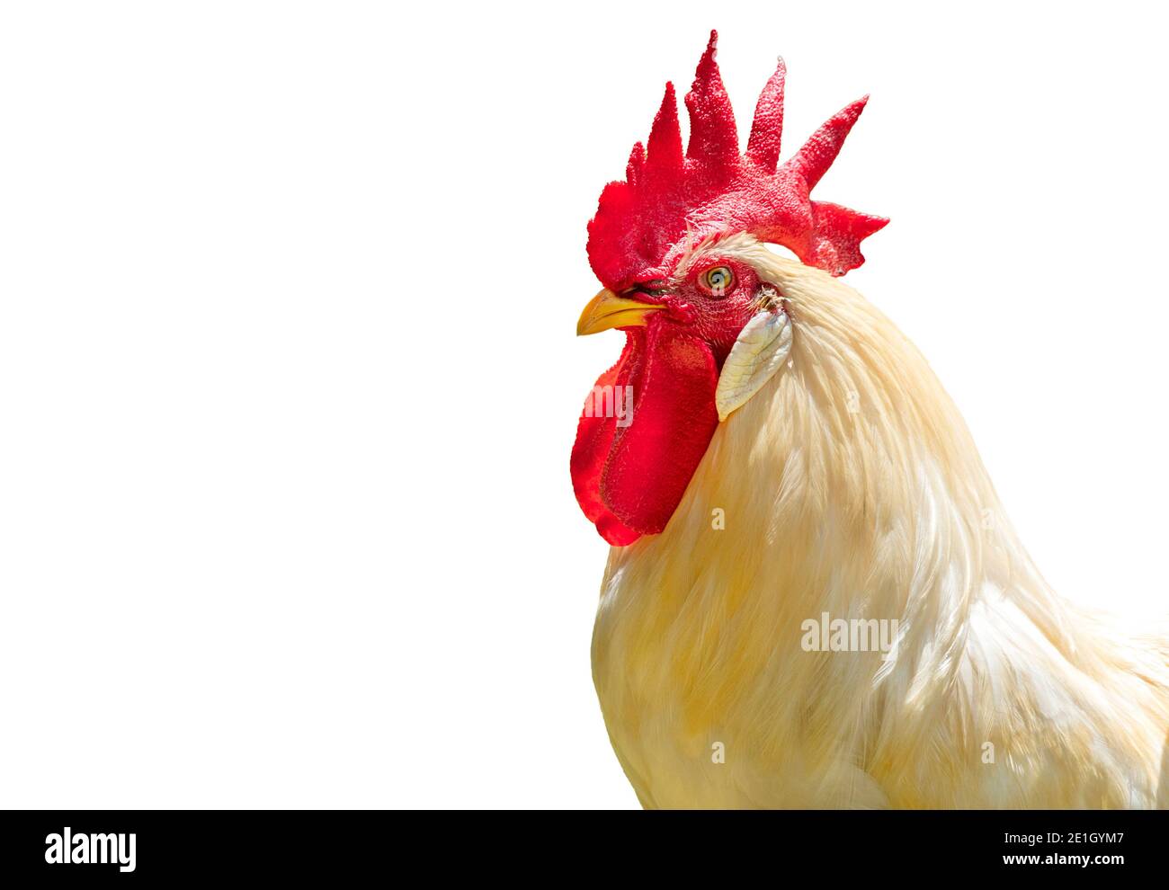 Portrait big white chicken with clipping path, Brahma chickens ...