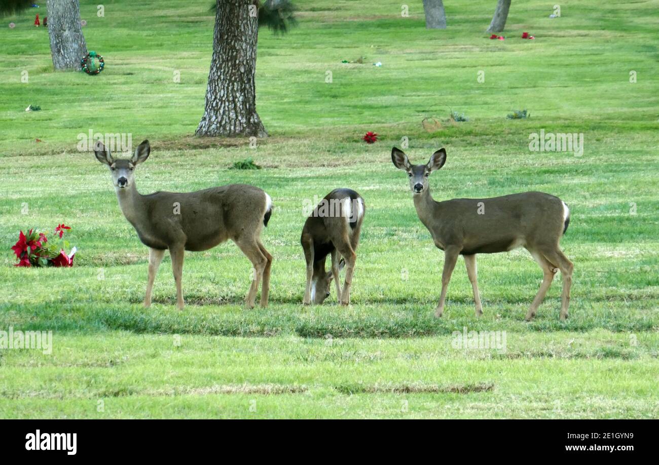 Los Angeles, California, USA 29th December 2020 A general view of ...
