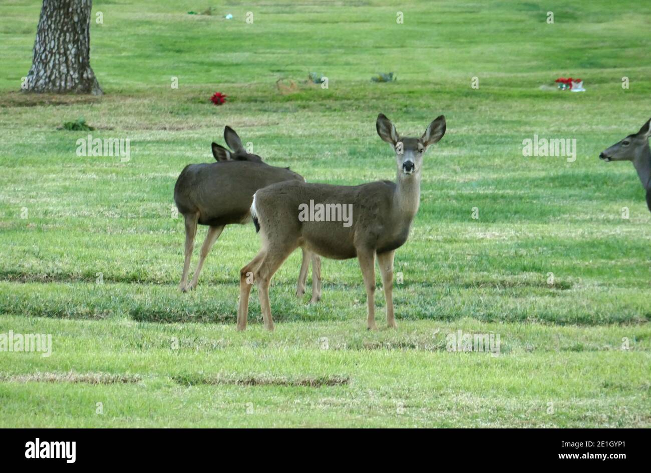 Los Angeles, California, USA 29th December 2020 A general view of ...