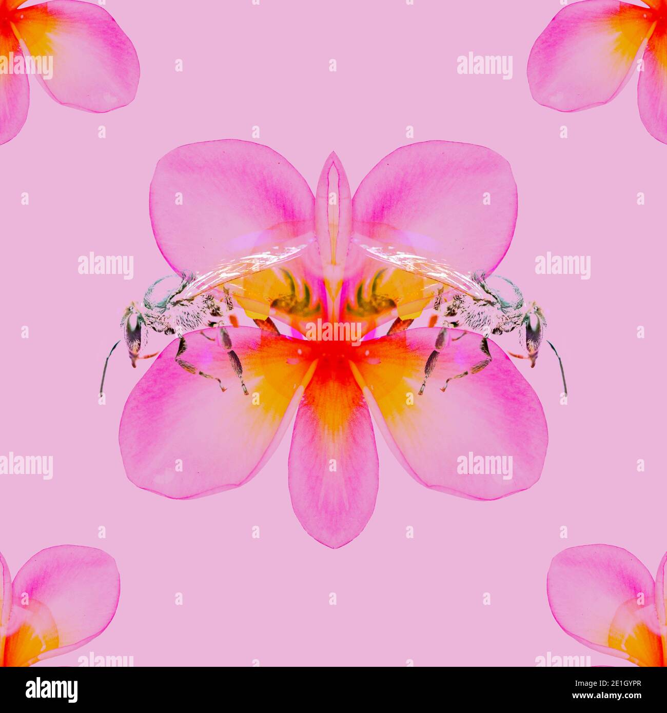 Beautiful seamless pattern flower and bee, digital design pink flower ...