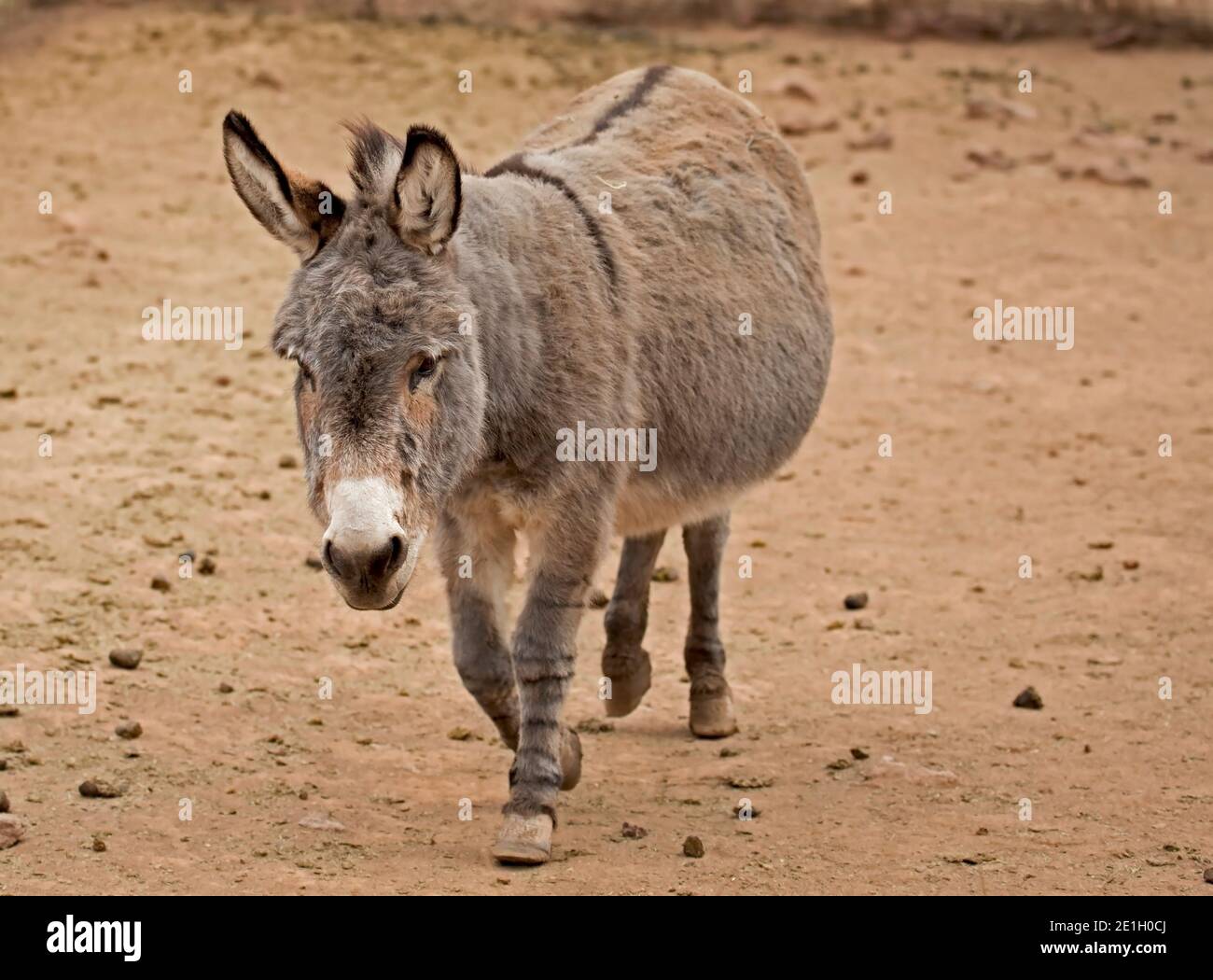 A young donkey walking around Stock Photo - Alamy