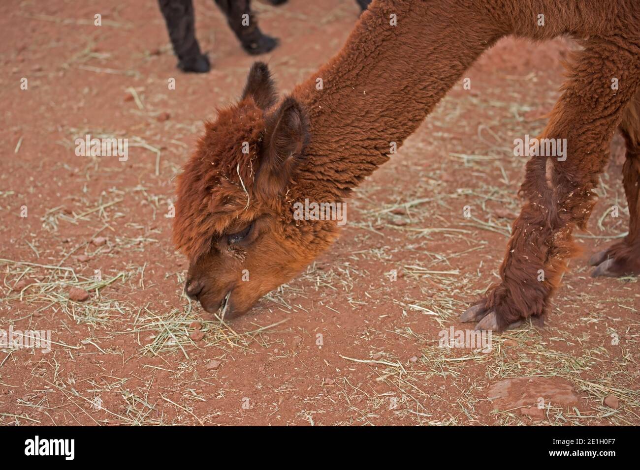 Llama eating hi-res stock photography and images - Alamy