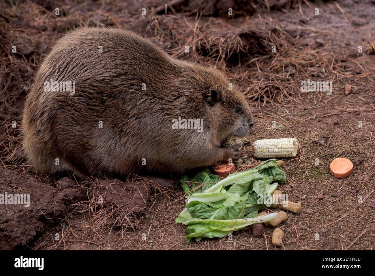 Young beaver in the dirt eating vegetables Stock Photo - Alamy