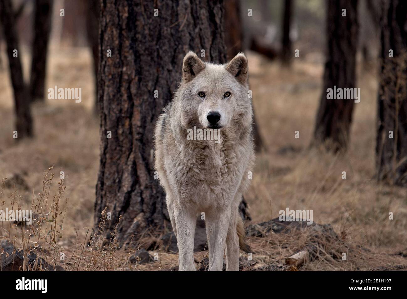 Wolf focused hi-res stock photography and images - Alamy