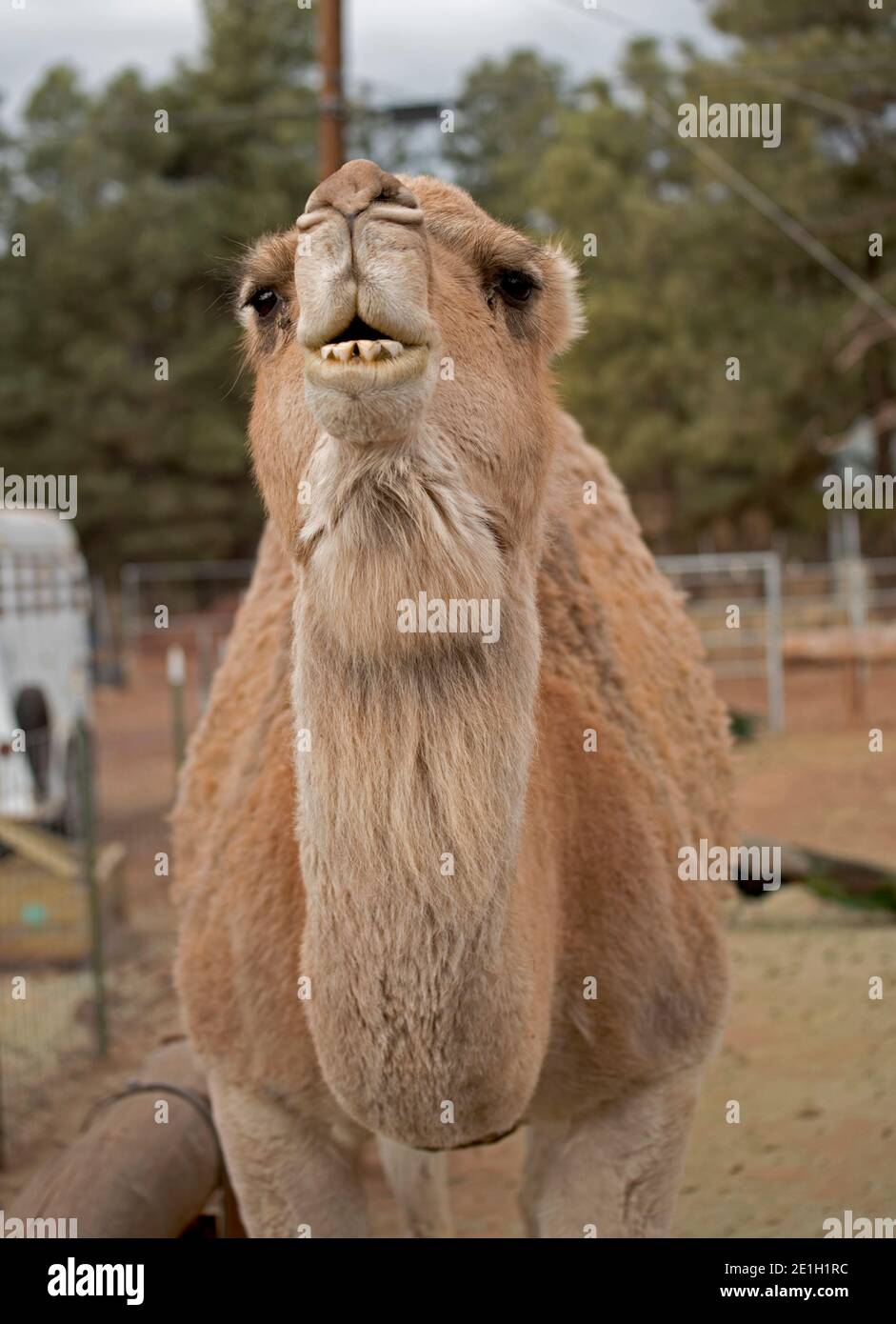 Beautiful female camel looking around Stock Photo - Alamy